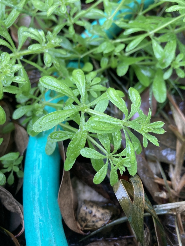 catchweed bedstraw from Prairie Dr, Bryan, TX, US on February 01, 2023 ...