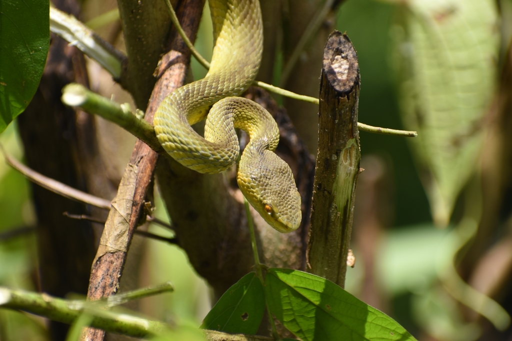 Western bamboo pit viper from Muthanga on September 3, 2022 at 12:17 PM ...