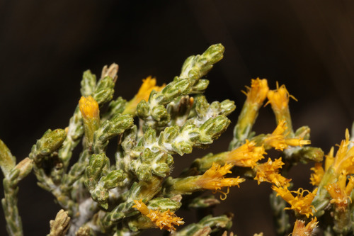 Parastrephia quadrangularis · iNaturalist Mexico