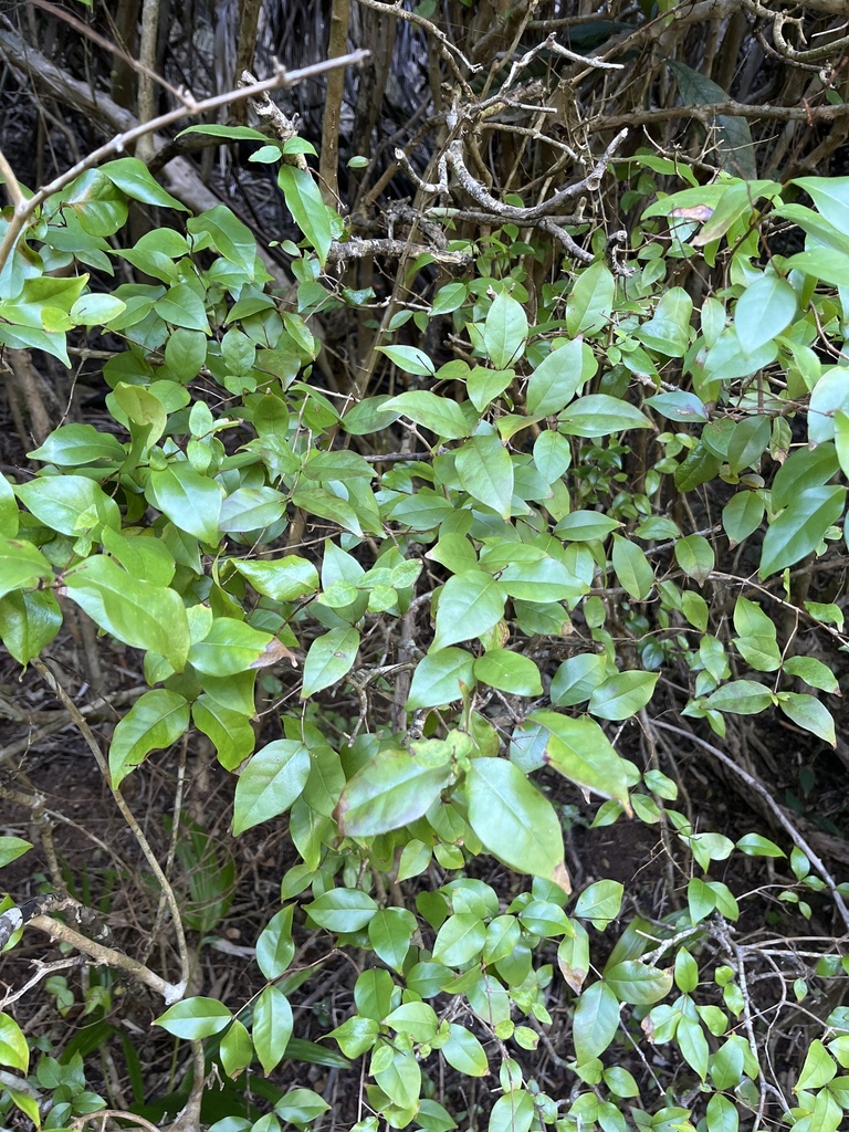 Surinam Cherry from Blue Hole Park, Bermuda, BM on February 01, 2023 at ...