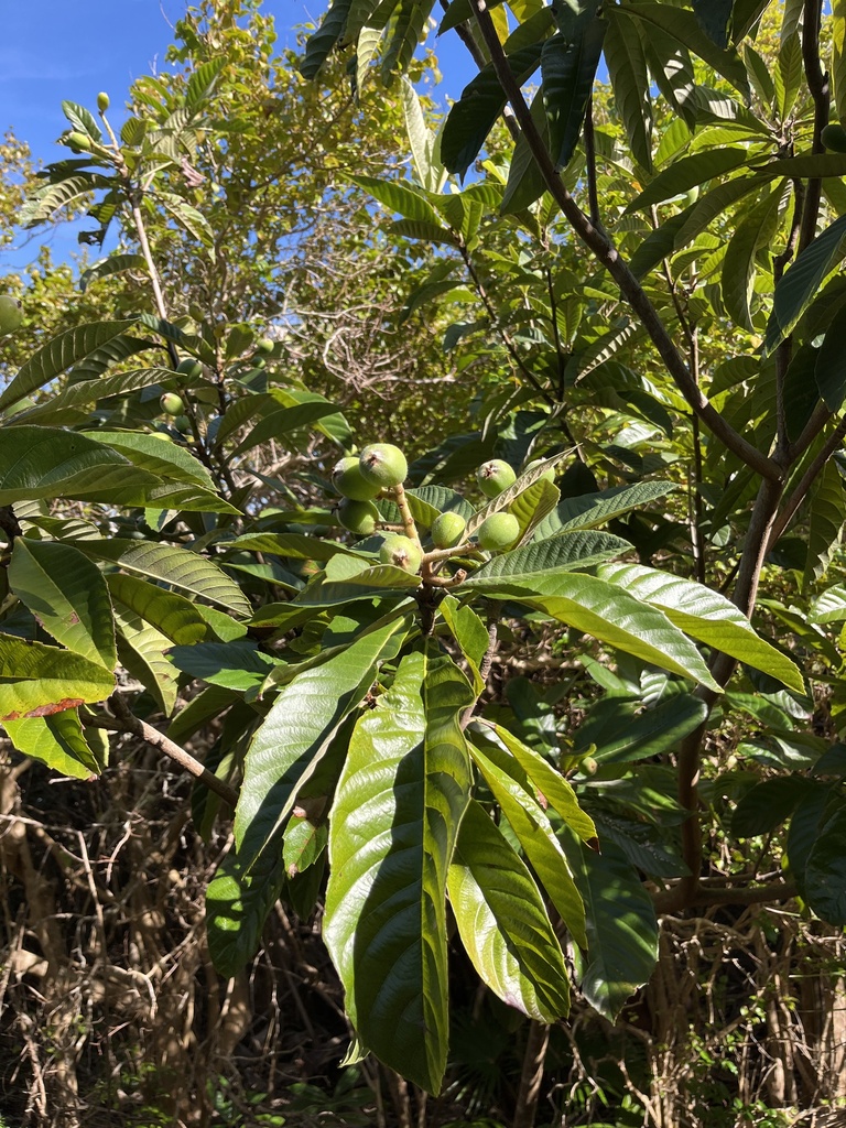 Loquat from Blue Hole Park, Bermuda, BM on February 01, 2023 at 01:33 ...