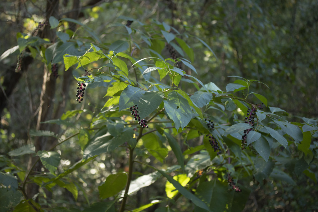 American pokeweed from Texas Charter Township, MI, USA on September 28 ...