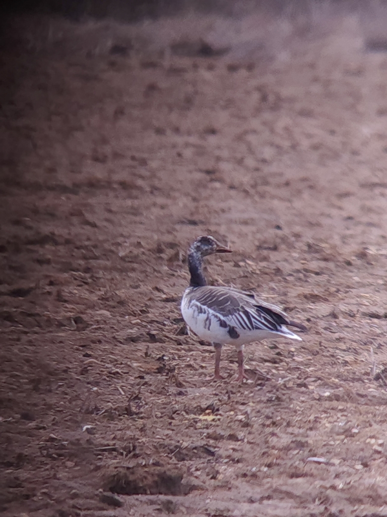 Snow × Greater White-fronted Goose from Falcon, MS 38670, USA on ...