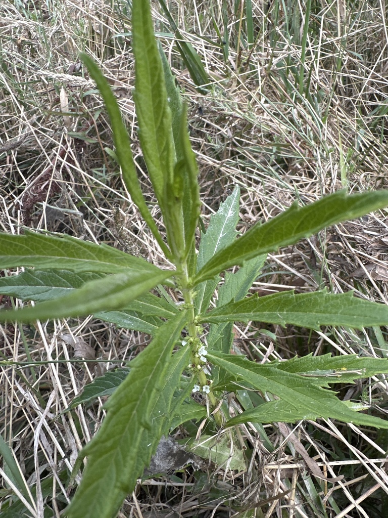 Lycopus australis from Fairpark Reserve, Ferntree Gully, VIC, AU on ...