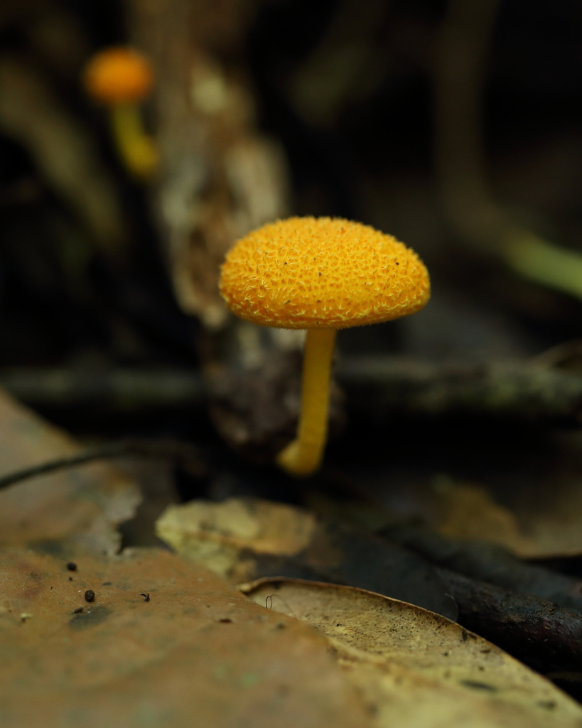 Golden-scruffy Collybia in January 2023 by Todd Burrows · iNaturalist