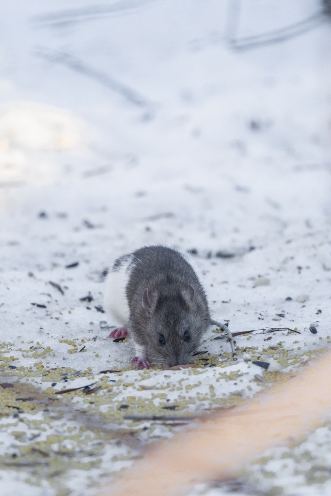 Domestic Brown Rat from Измайловская, Москва, Россия, 105037 on January ...