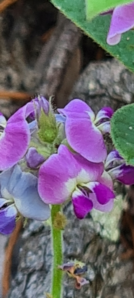 creeping beggarweed from Toogoom QLD 4655, Australia on January 30 ...
