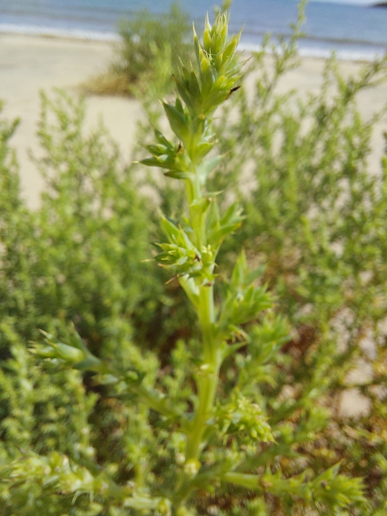 Southern Russian Thistle from Fresh Water Bay Hut, Beach, Shoalwater ...