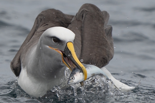 Southern Buller’s Albatross (Subspecies Thalassarche bulleri bulleri ...