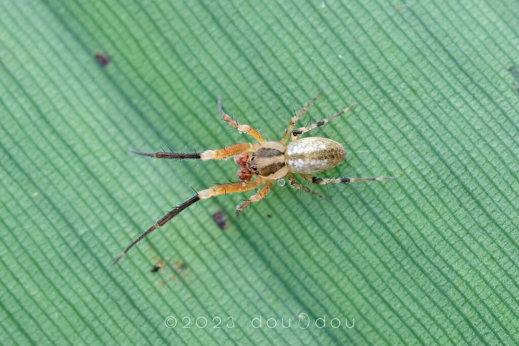 Hackled Orbweavers from 中国海南省琼中黎族苗族自治县百花岭 on January 16, 2023 at 07:44 ...