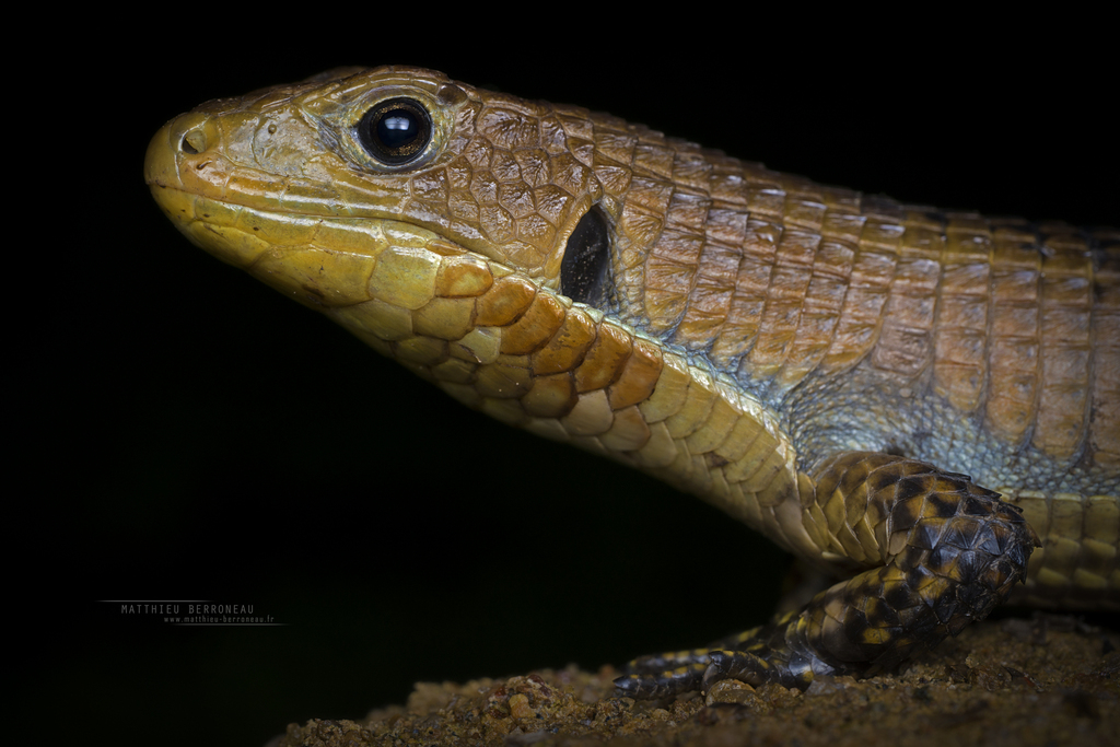 Rough-scaled Plated Lizard in January 2023 by Matthieu Berroneau. Rough ...