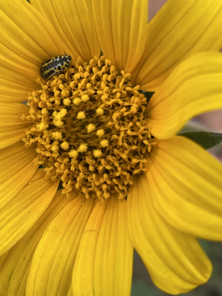 Water, Rove, Scarab, Long-horned, Leaf, and Snout Beetles from ...