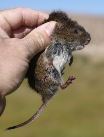 Pahranagat Valley Montane Vole in September 2006 by aambos. Handled ...