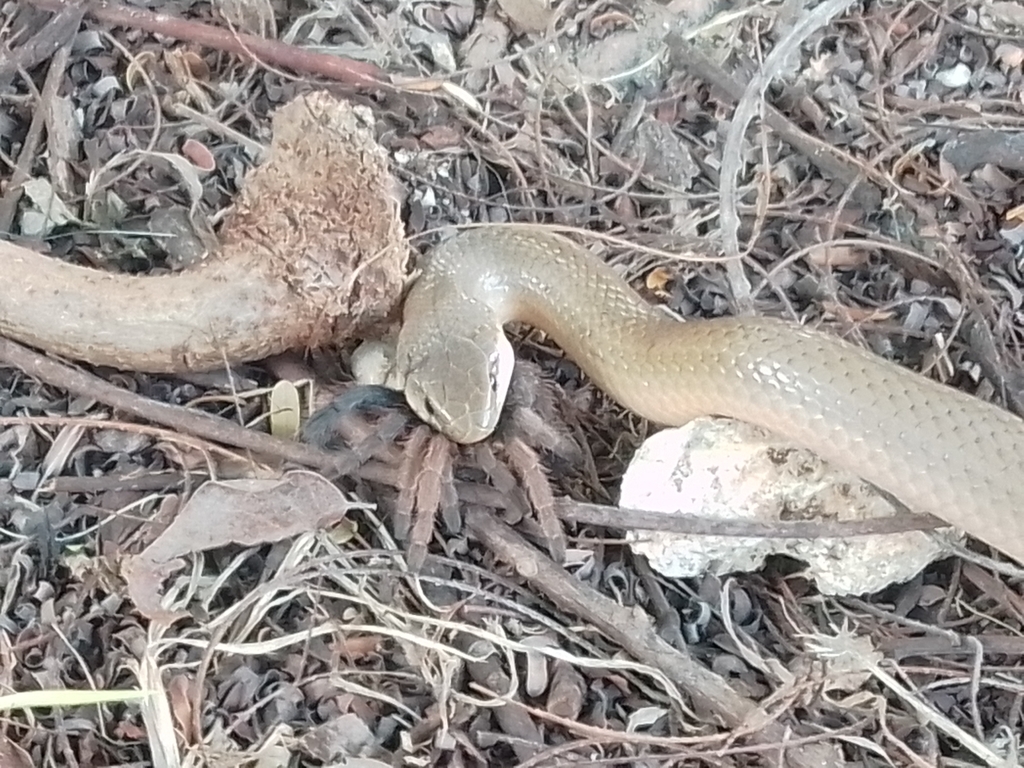 Blood Snake from 97314 Yuc., México on December 18, 2022 by ricardo ...