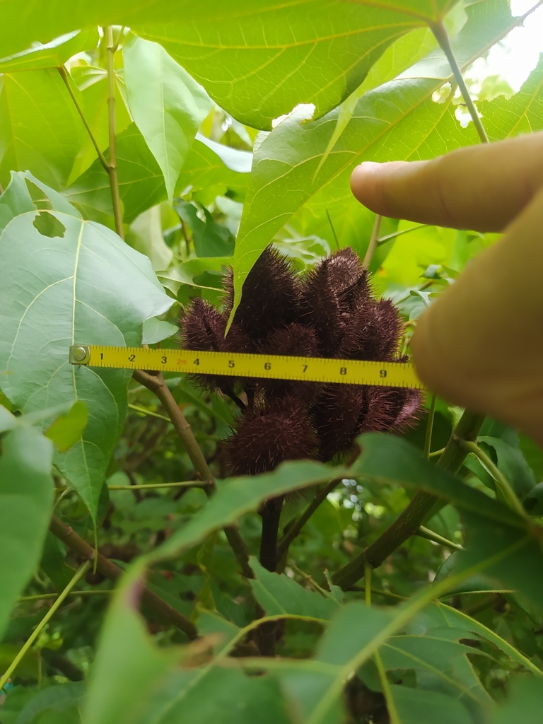 Bixa arborea from SAMBAQUI, Imbituba - SC, 88780-000, Brasil on January ...