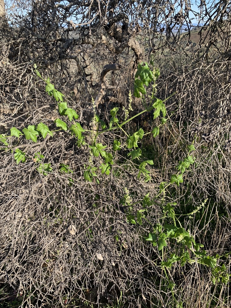 California manroot from Toro County Park, Salinas, CA, US on February ...