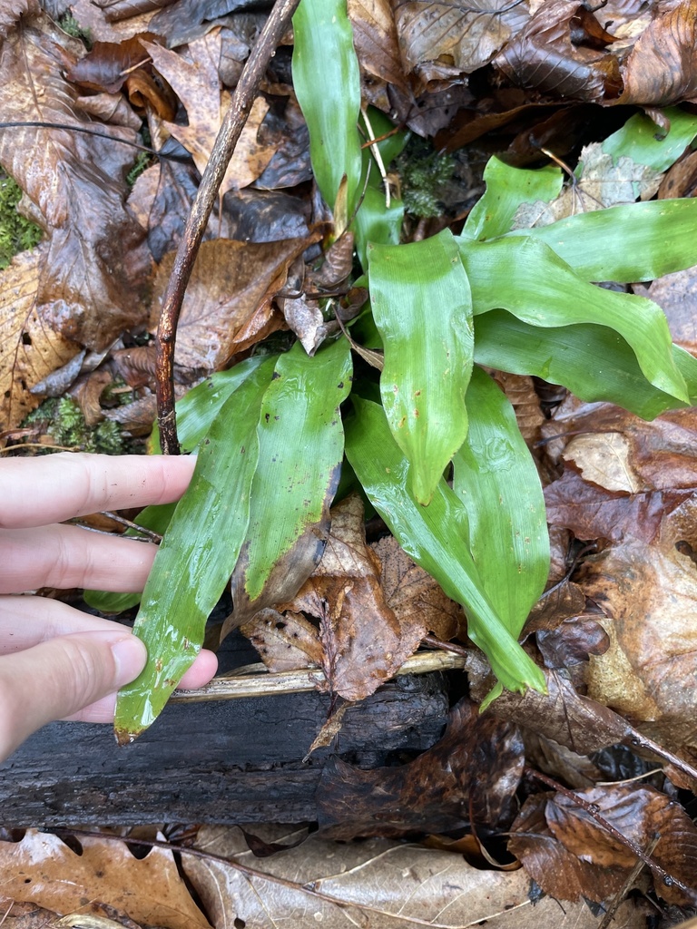 Fraser's Sedge in January 2023 by Anna Wyngaarden · iNaturalist