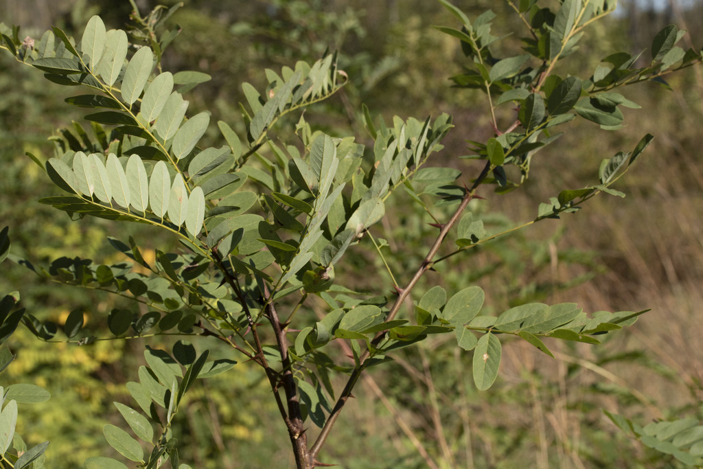 black locust from Kalamazoo County, MI, USA on October 18, 2021 at 01: ...