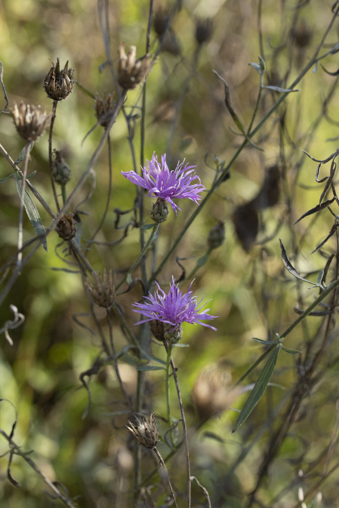 spotted knapweed from Kalamazoo County, MI, USA on October 18, 2021 at ...