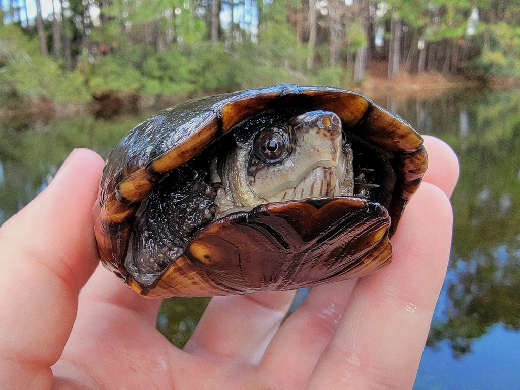 Eastern Mud Turtle from Destin, FL 32541, USA on February 02, 2023 at ...