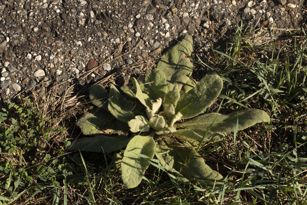 great mullein from Kalamazoo County, MI, USA on October 18, 2021 at 02: ...