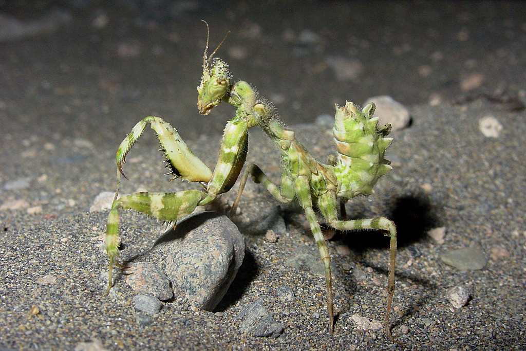 Thistle Mantis from Spain, Gran Canaria, Sanddünen on August 30, 2003 ...