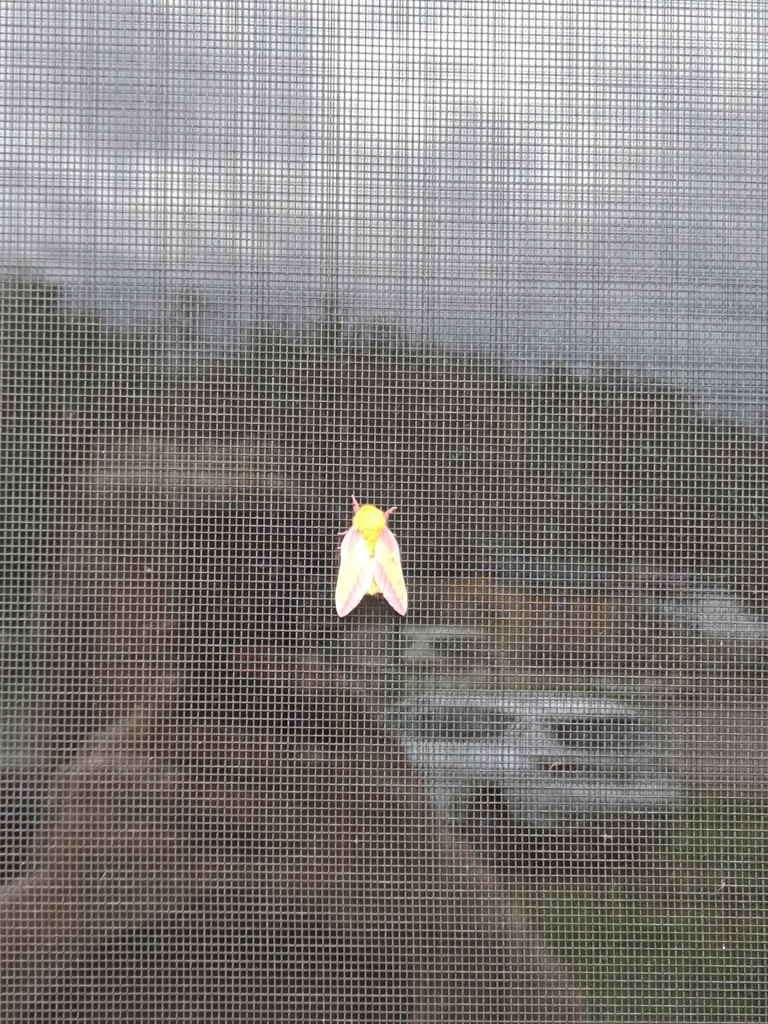 Rosy Maple Moth from Kabetogama Township, MN, USA on June 26, 2022 at ...