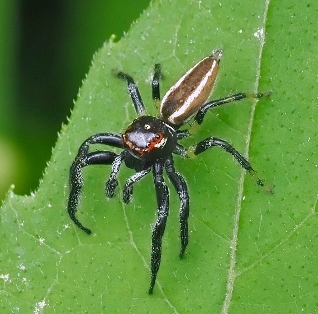 Sylvan Jumping Spider from Spring Forest Dr, Indianapolis, IN, US on ...