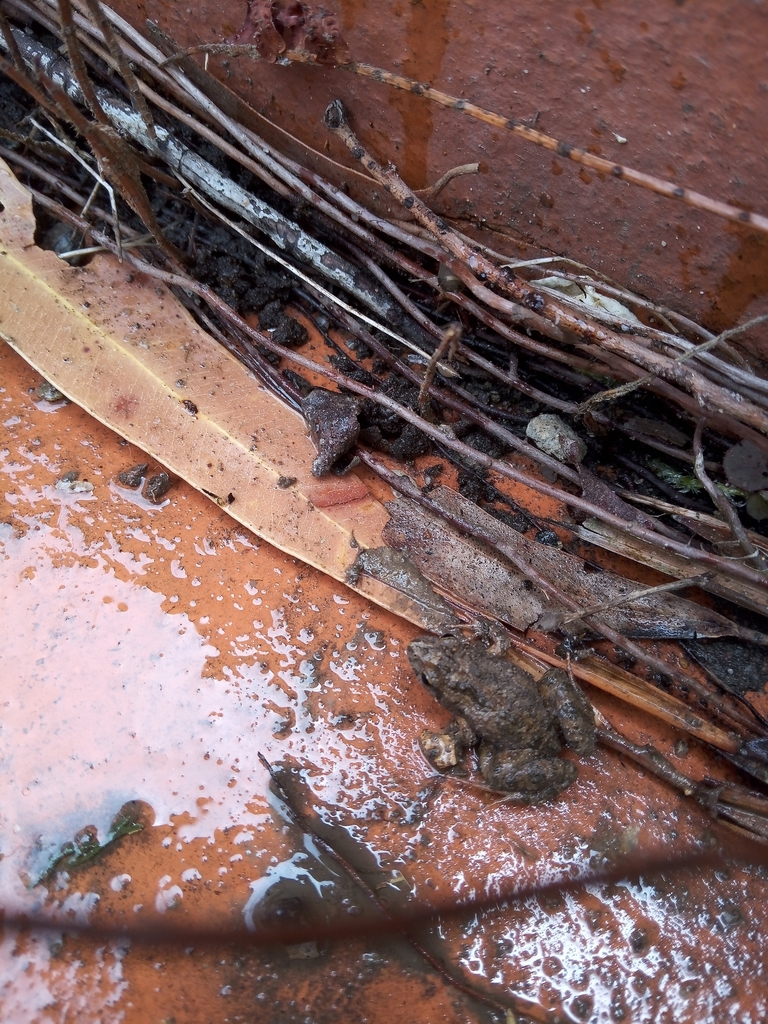 Australian Ground Frogs from Wonga Park on February 03, 2023 at 12:49 ...