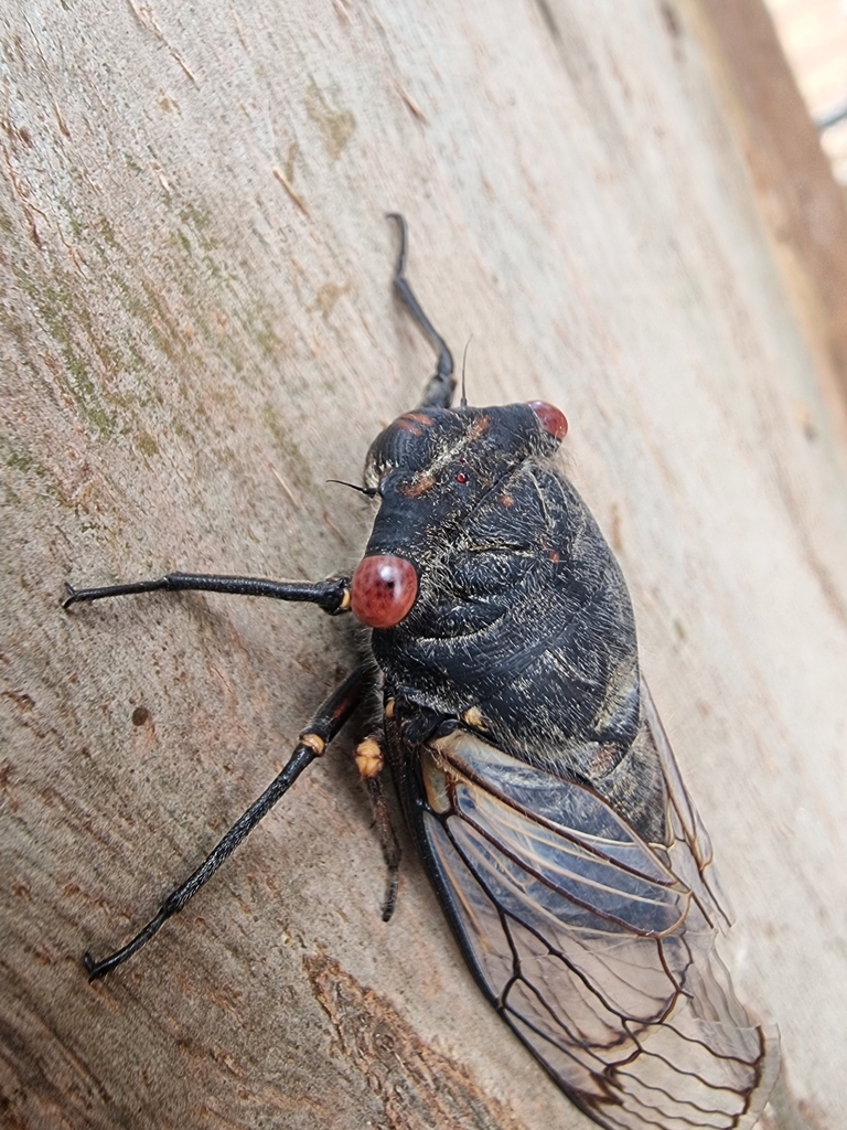 Redeye Cicada from Welshmans Reef, Welshmans Reef VIC 3462, Australia ...