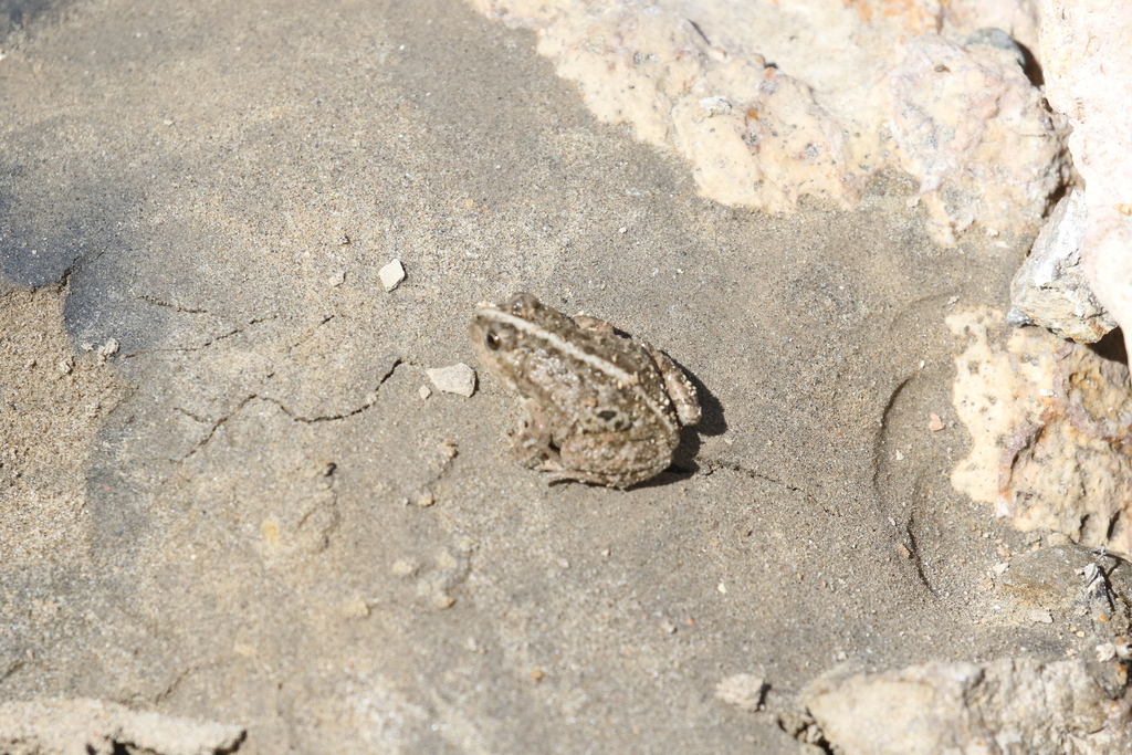 Large Four-eyed Frog from Escalante Department, Chubut Province ...