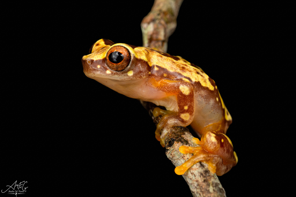 Harlequin Treefrog from Tumaco, Nariño, Colombia on March 08, 2020 at ...