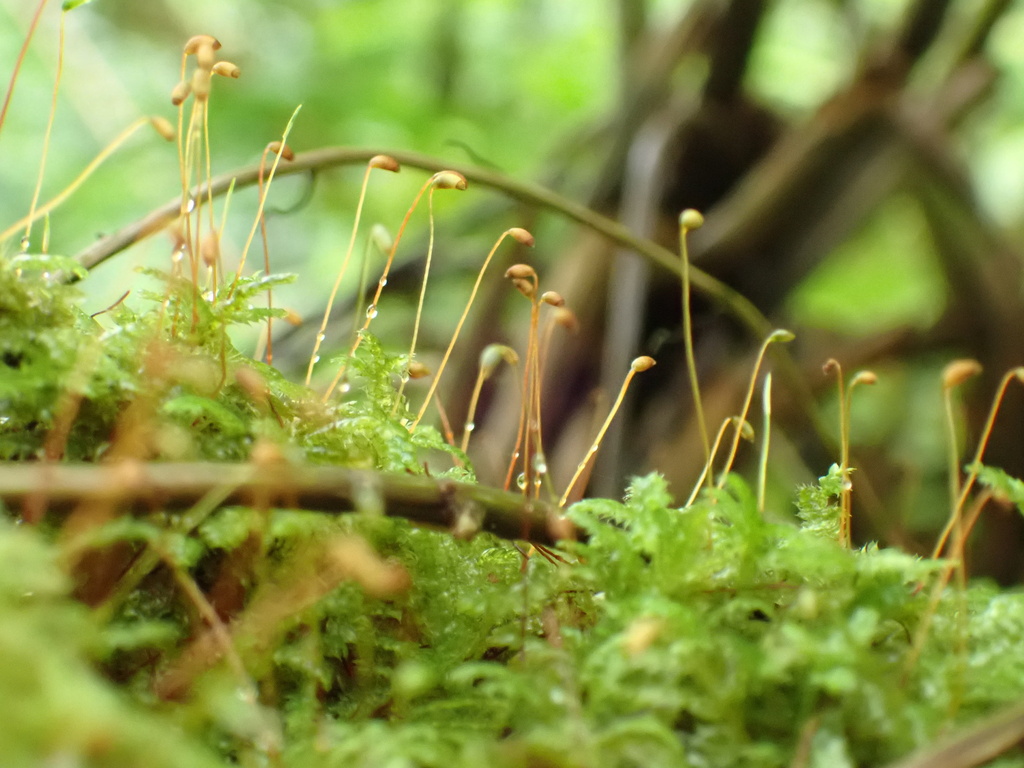 mosses from Hong Kong Park, Central, HK on October 22, 2022 at 02:22 PM ...