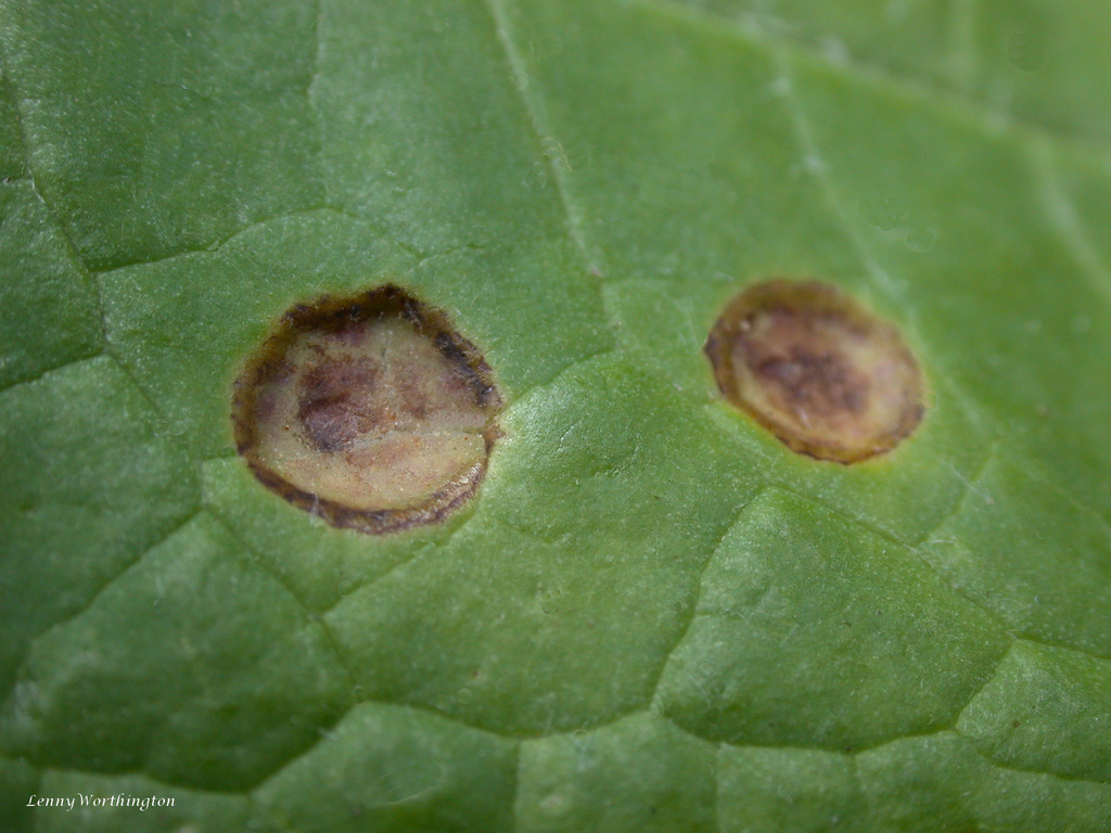 Puccinia cnici-oleracei from Loch of Kinnordy Angus Scotland on August ...