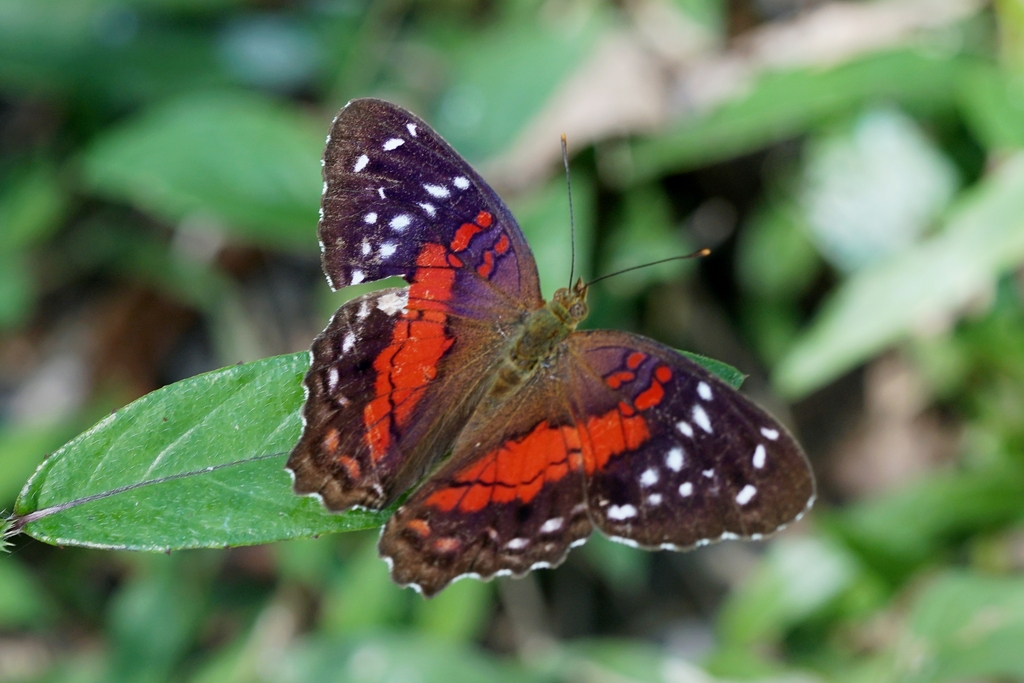 Red Peacock from Saint-Laurent (du Maroni), GF-SL, GF on January 25 ...