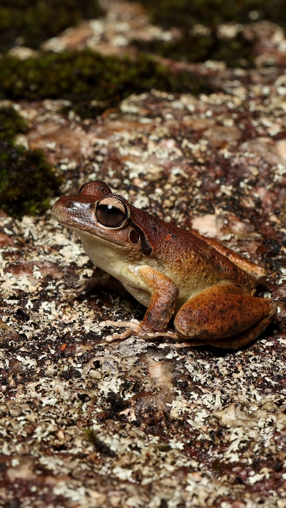 Lesueur's Frog in January 2023 by Jamie Smith-Morvell · iNaturalist