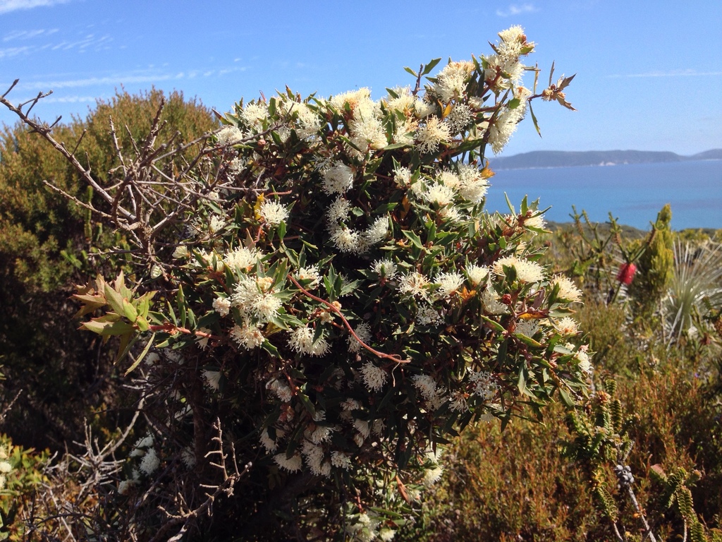 Hakea florida from Nanarup WA 6330, Australia on December 29, 2013 at ...