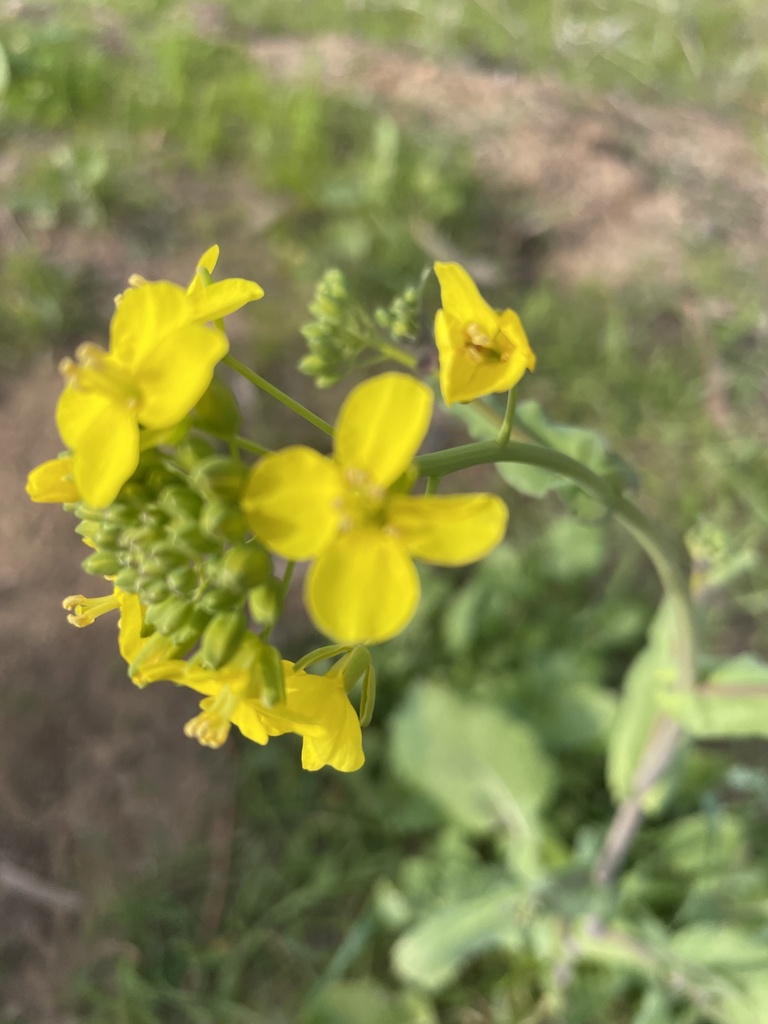 field mustard from Pearson-Arastradero Preserve, Palo Alto, CA, US on ...