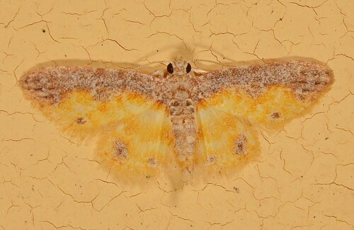 Acidaliodes enona · iNaturalist