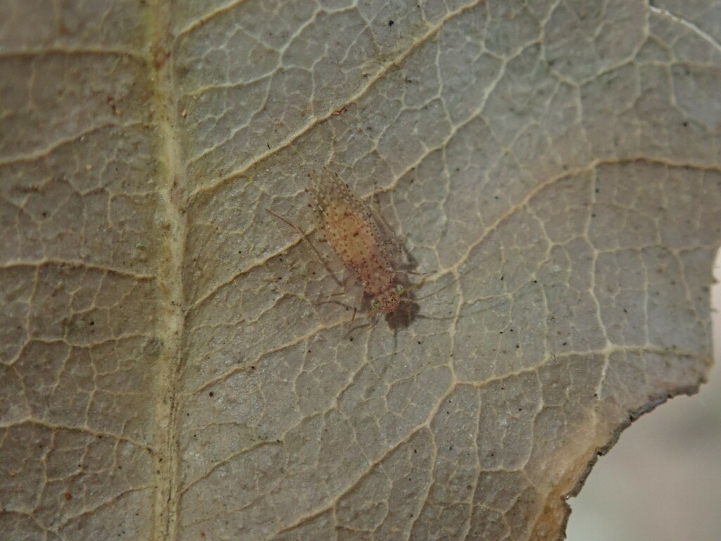 Psocomorpha from Mysore, 7JC4+59R, Karle Habitat, Dattagalli 3rd Stage ...