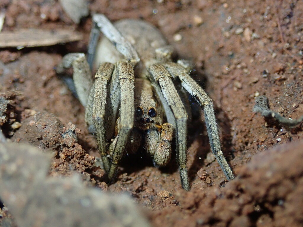 Burrow-living Wolf Spiders from Mysore, 7JC4+59R, Karle Habitat ...
