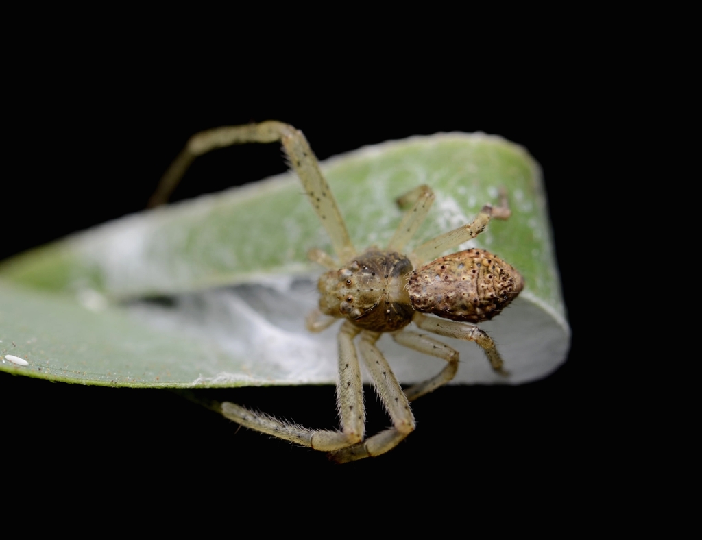 Octopus Spiders from Gerusoppa on January 31, 2023 at 07:51 PM by ...