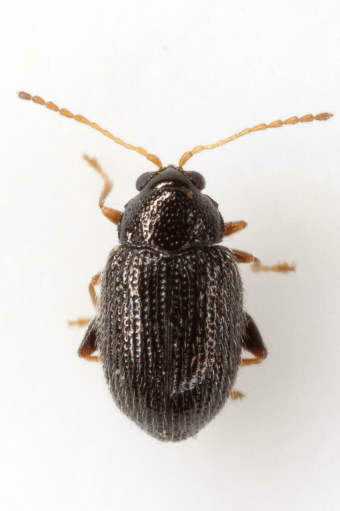 Potato Flea Beetle in May 2014 by Chris Rorabaugh. BugGuide entry ...