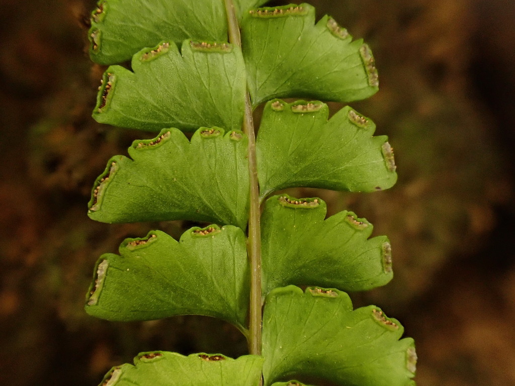 Lindsaea lucida in February 2023 by 陳慧珠 · iNaturalist