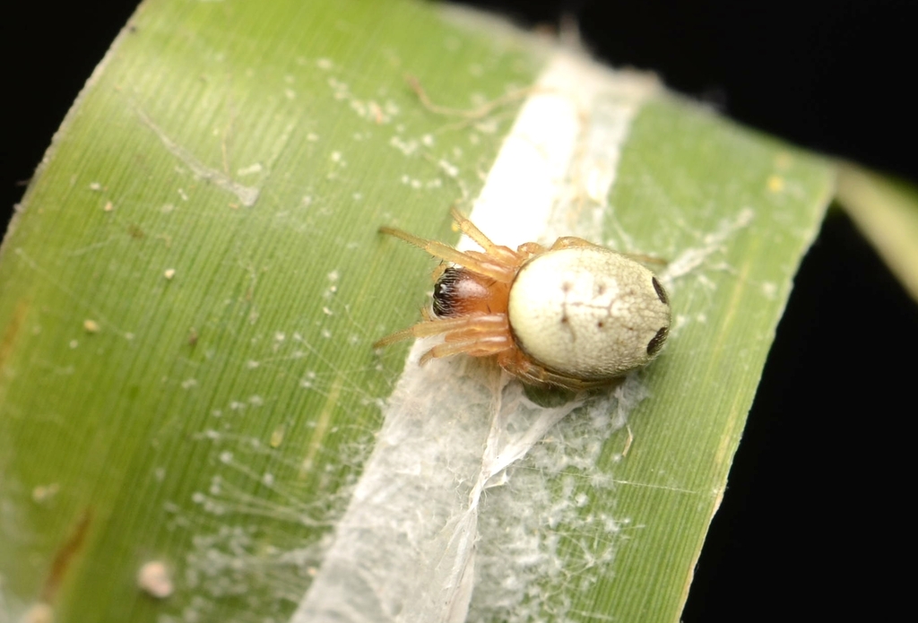 Milonia from Gerusoppa on February 1, 2023 at 06:51 PM by vishi.gowda ...