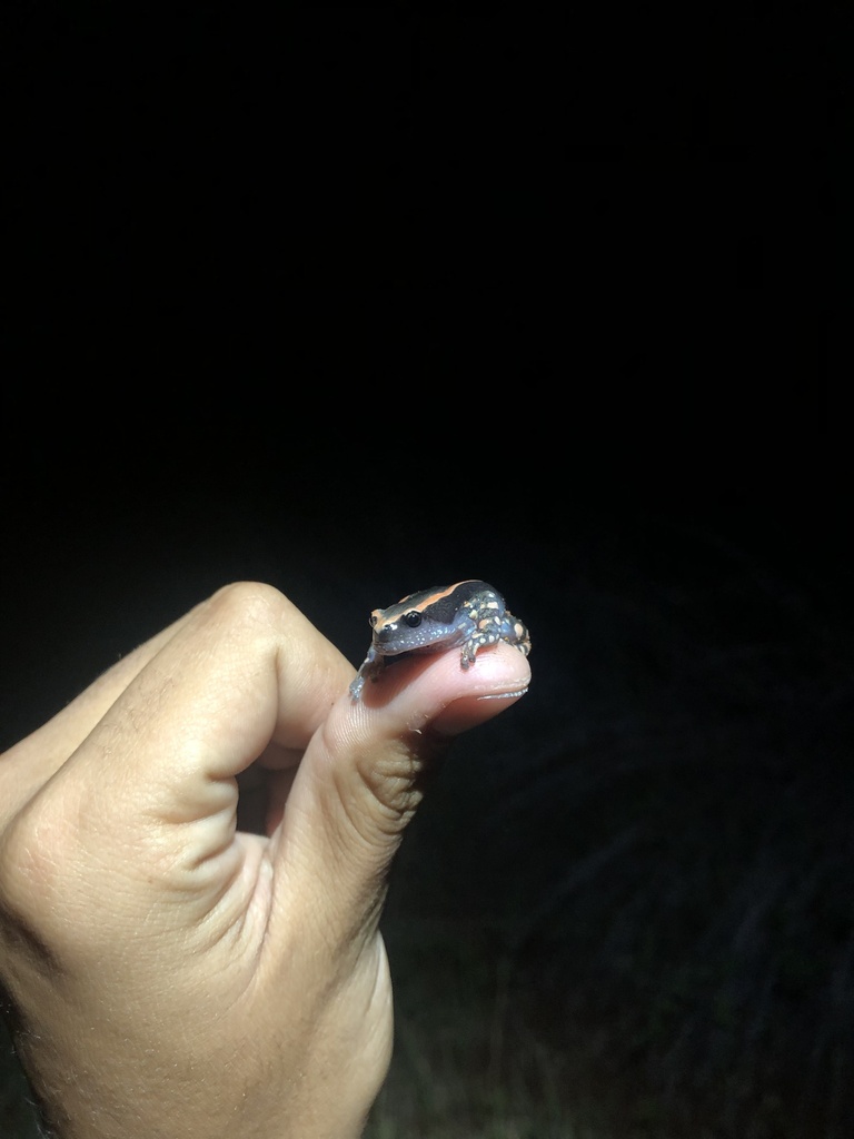 Red-Banded Rubber Frog from Bela-Bela, Bela-Bela, LP, ZA on February 02 ...