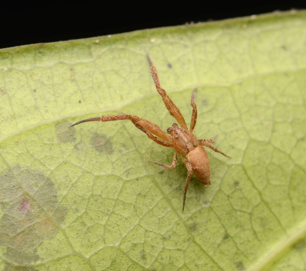 Hackled Orbweavers from Gerusoppa on February 1, 2023 at 07:35 PM by ...