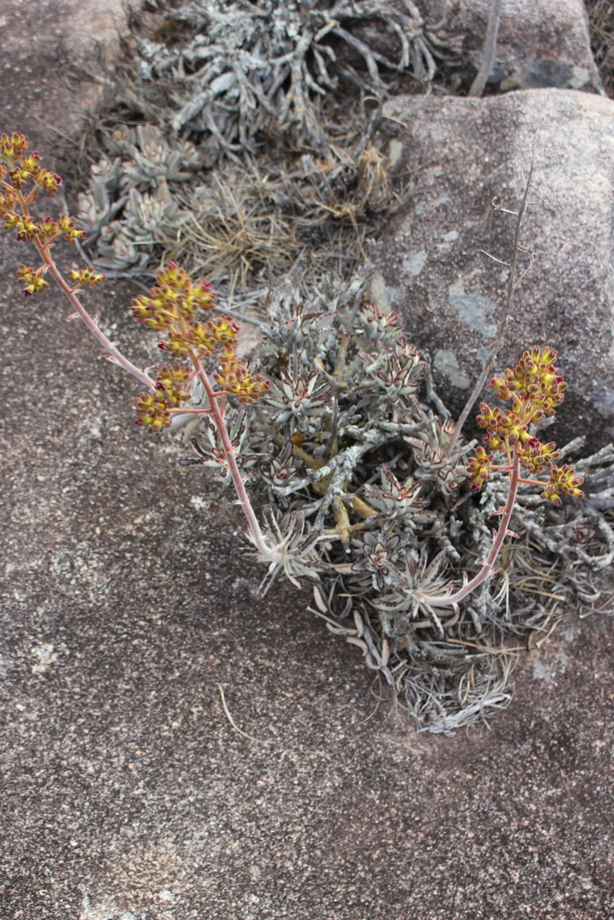 Panda Plant from Andringitra Massif, Madagascar on September 24, 2017 ...