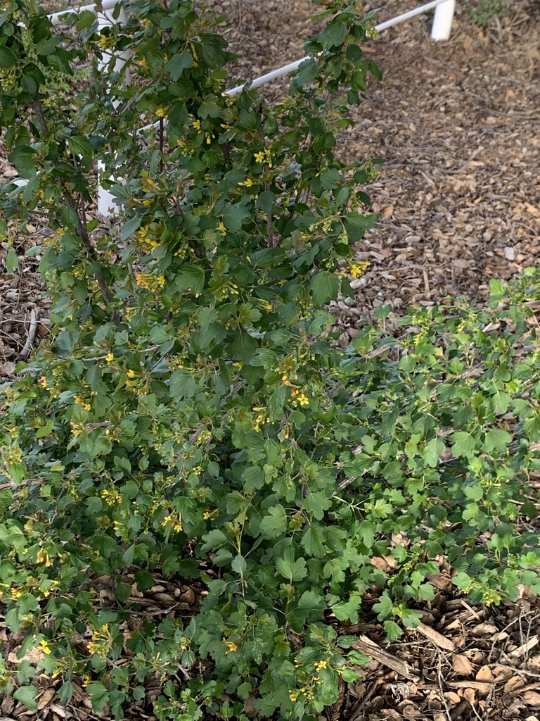 golden currant from San Timoteo, Redlands, CA, US on February 3, 2023 ...
