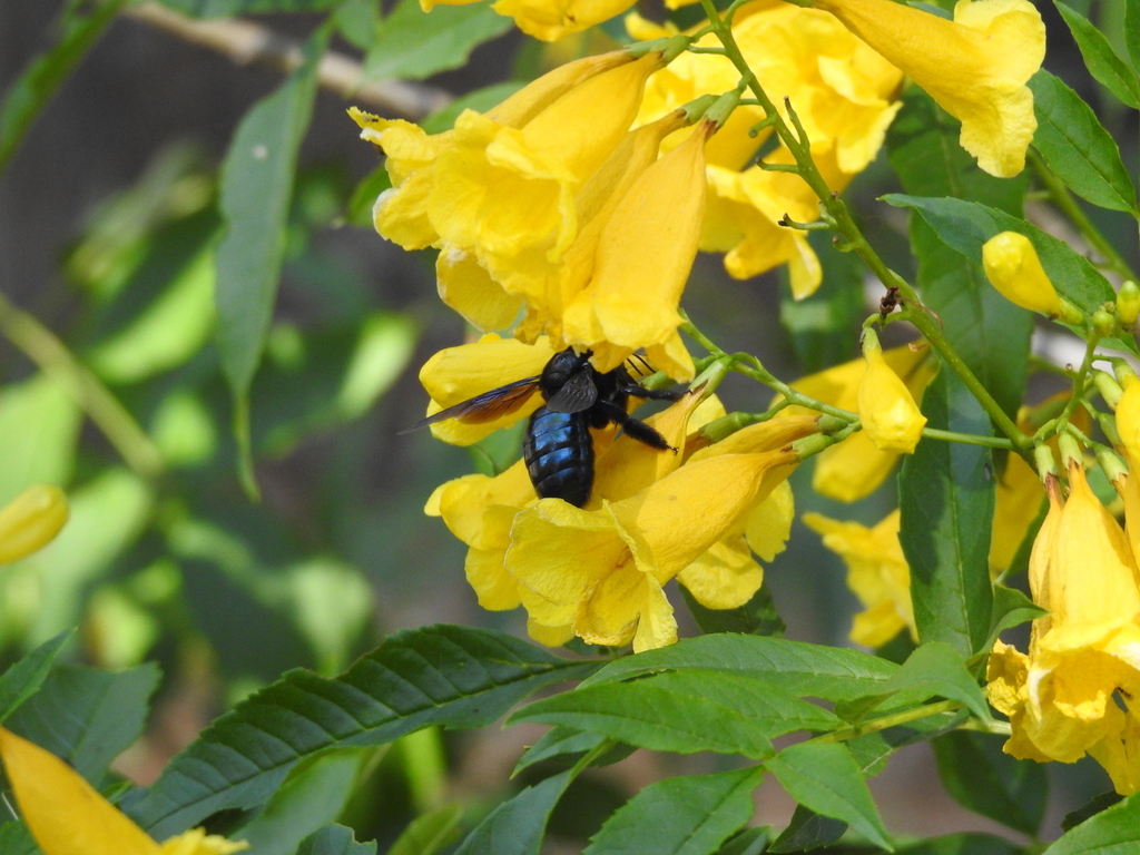 Chocorrón o abejorro negro desde Saltillo, MX-CA, MX el 04 de noviembre ...